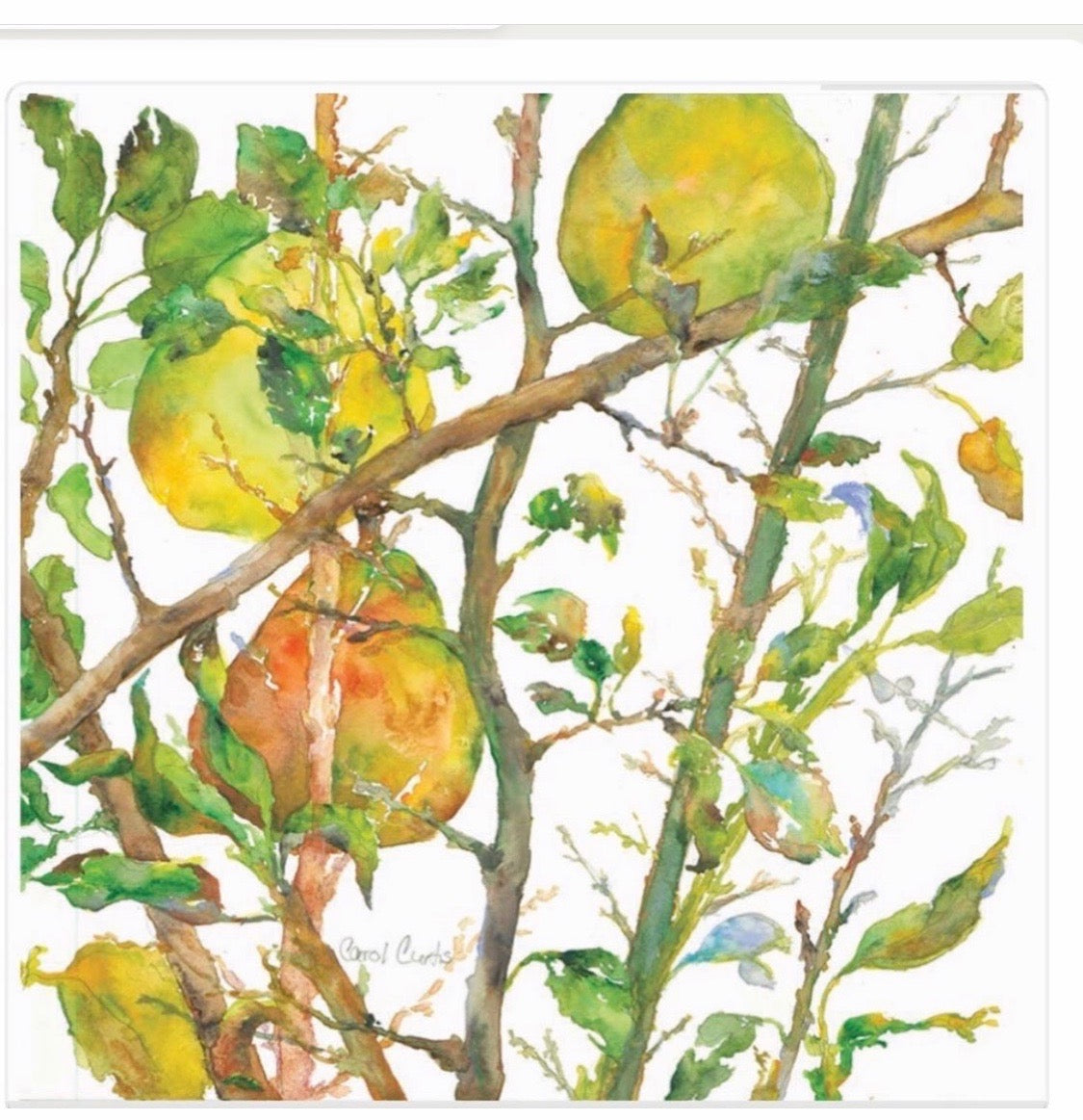 Pears. 13 mesh – Carol Curtis Needlepoint Design